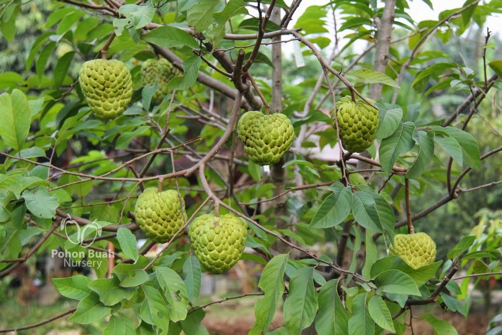 PBN: Srikaya New Varietas ( Thailand )