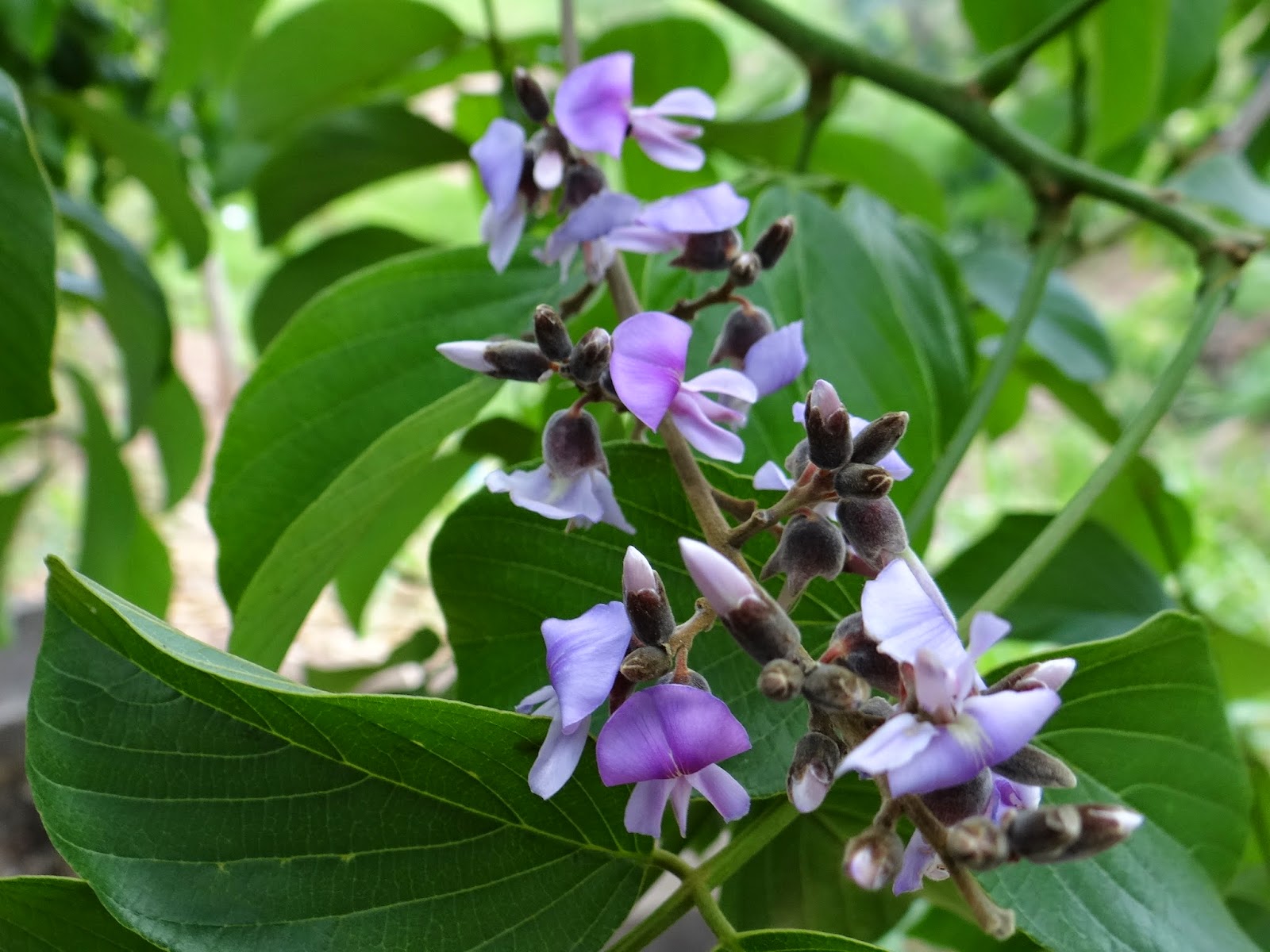 Blog do Ademir Carosia: Timbó