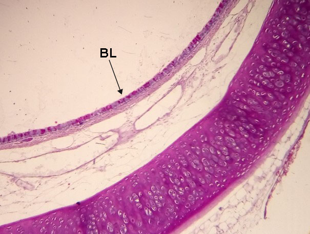 Manual interactivo de morfología celular: Morfología de células ...