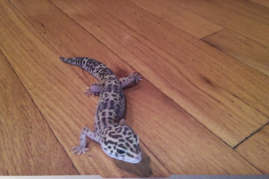 Leopard Gecko Life