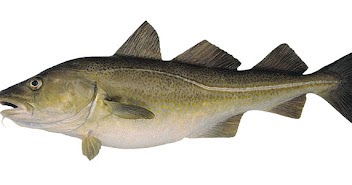 Behind the French Menu: Cabillaud - Cod, the Fish. Cabillaud is Fresh ...