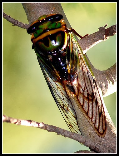 EL PATIO DE SANTIAGO DEL ESTERO: La leyenda del coyuyo