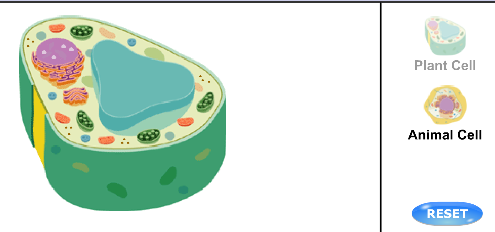 Crea y aprende con Laura: 21 Interactive Cells