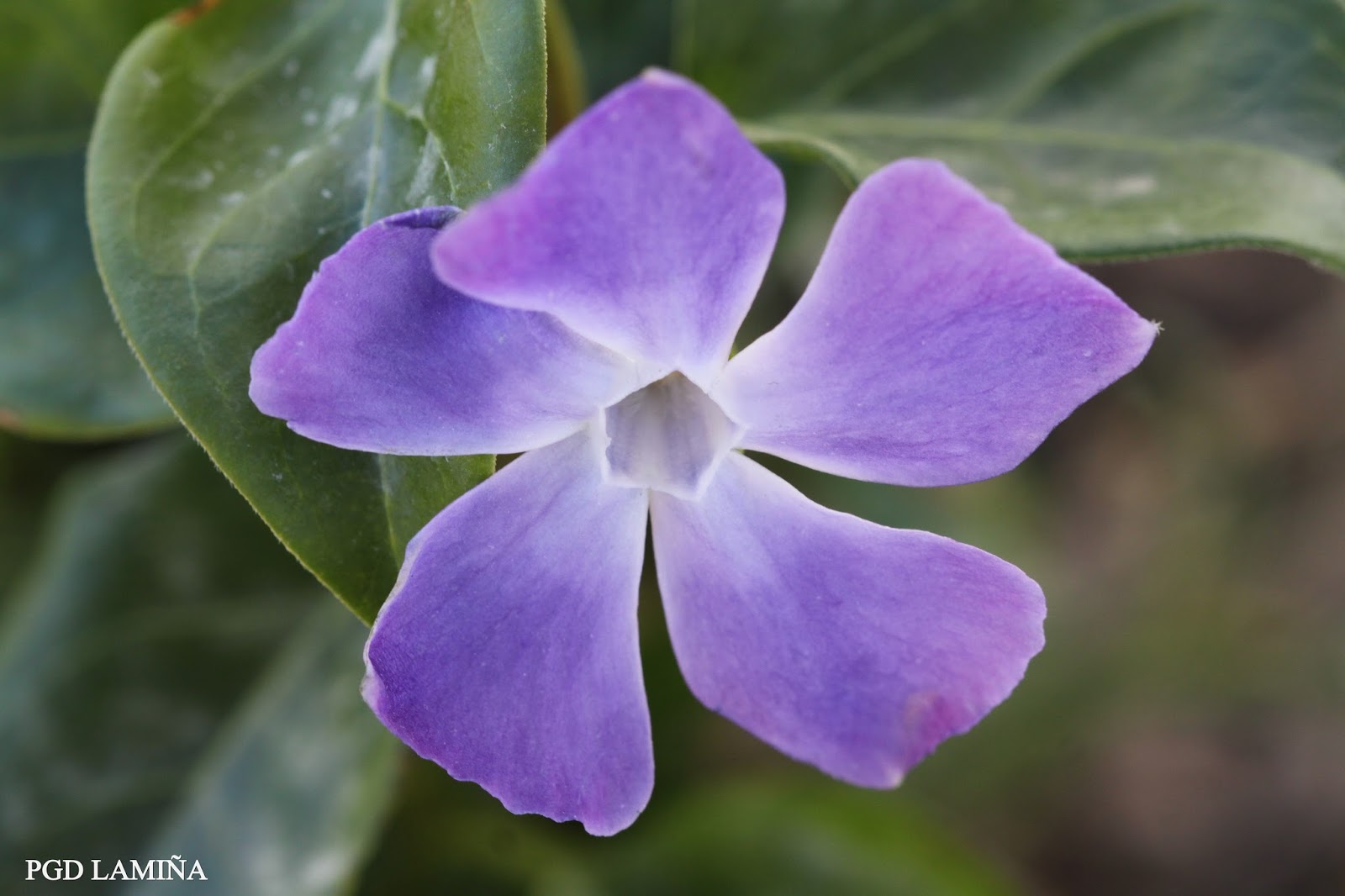VINCA DIFFORMIS. alcandorea o pervinca.