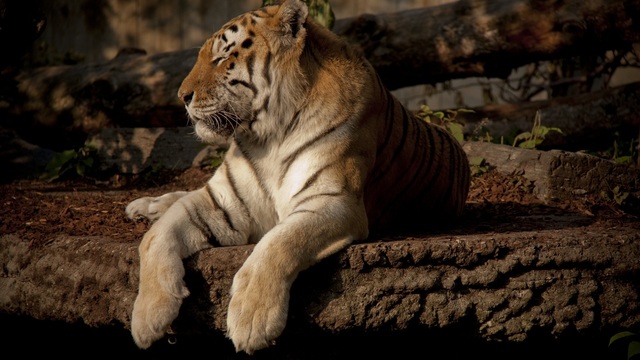 Top 35 Most Beautiful Tiger Wallpapers