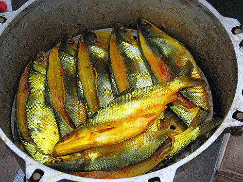 "Penyuluh Perikanan Jakarta Utara": Cara Membuat Bandeng Presto