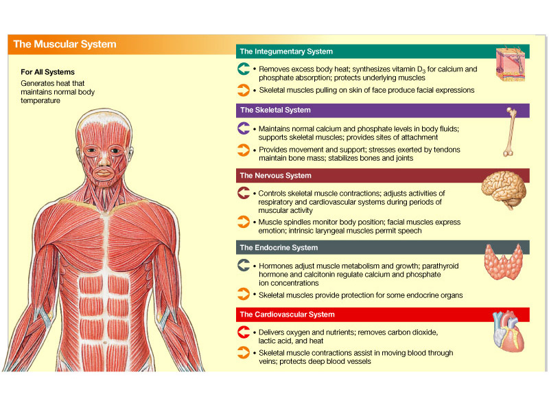 human-system-interactions-muscular-system