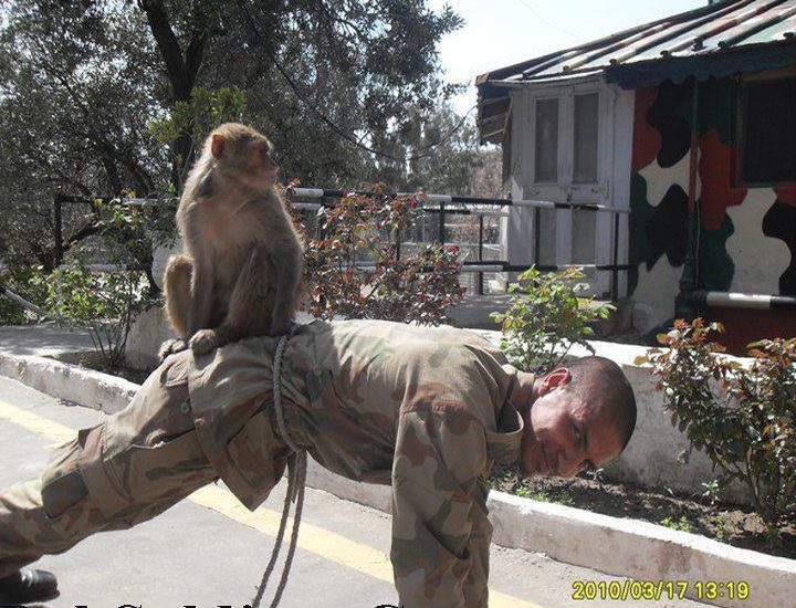 Monkey Sits on Back of Pakistan Army Soldier During Exercise - All ...
