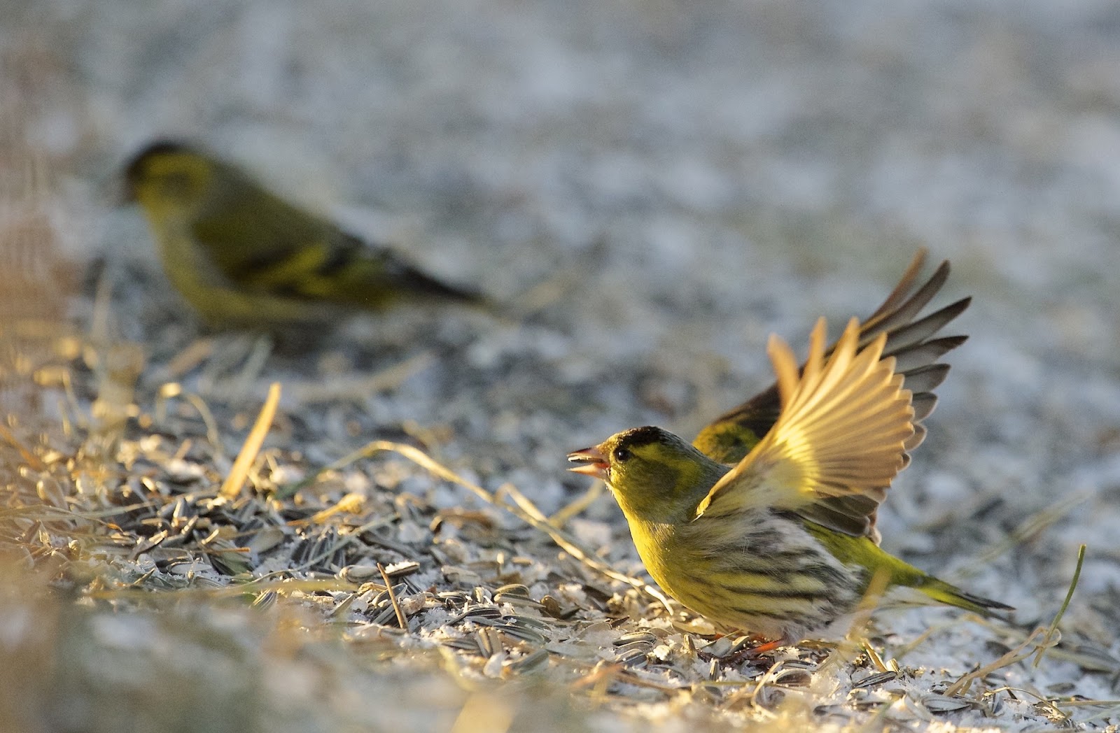 Naturfoto Einar Hugnes: Sultne og aktive småfugler på foringa