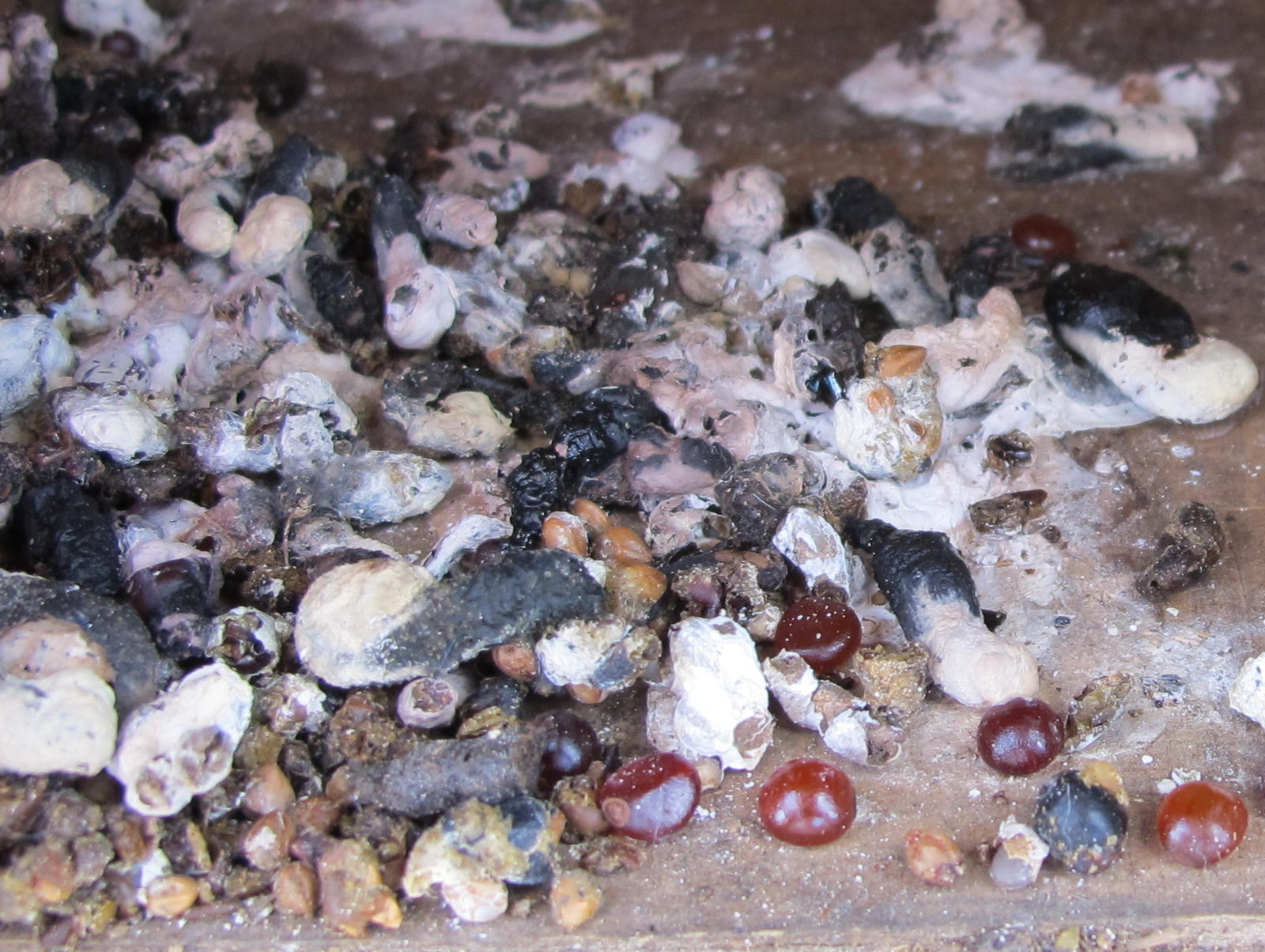 Blue Jay Barrens: Bird Box Check