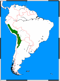 La vicuña del Perú, la lana más fina del mundo: Peru, Vicuña, incas ...