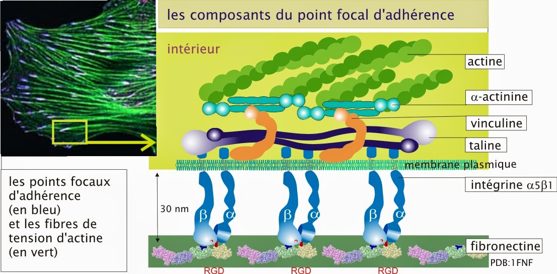 Actualités Scientifiques - Médicales: #trendsincellbiology #cellules # ...