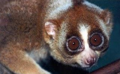 Slow Loris - The Poisonous Primate