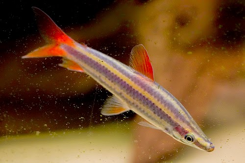 HEADSTANDER FISH photos - wallpapers | the fun bank