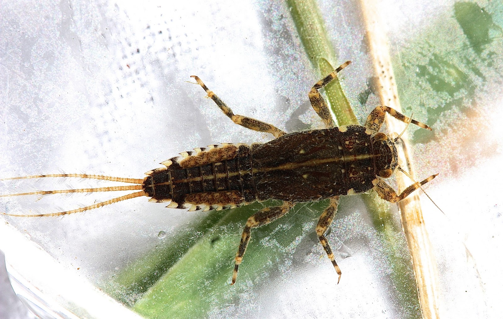 Aquatic Insects of Central Virginia: The Spiny Crawlers of Spring ...