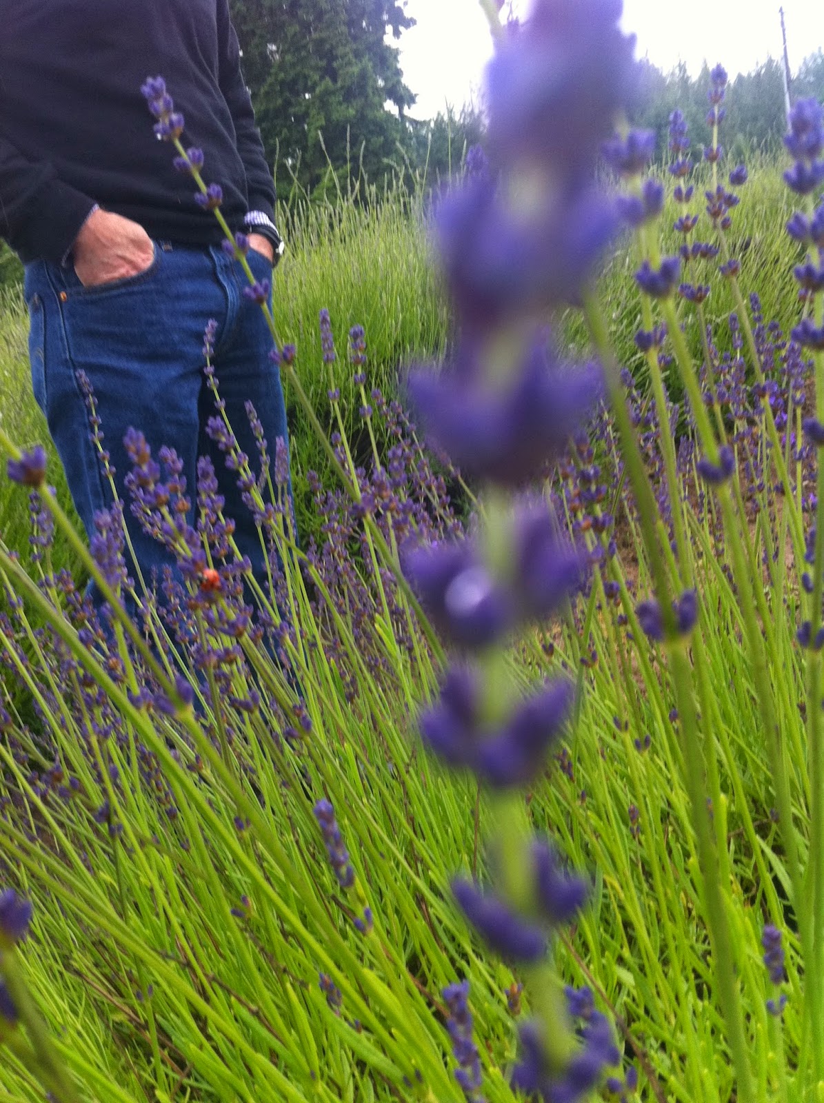 Scrap Happiness: Taking a Trip Down Lavender Lane