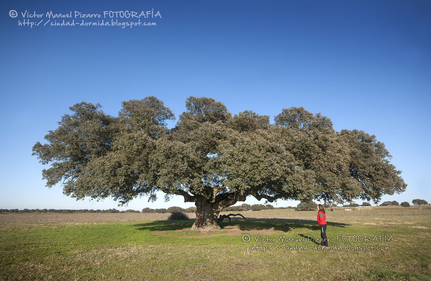 Ciudad-dormida: Árboles Singulares de Extremadura, paseando entre ...
