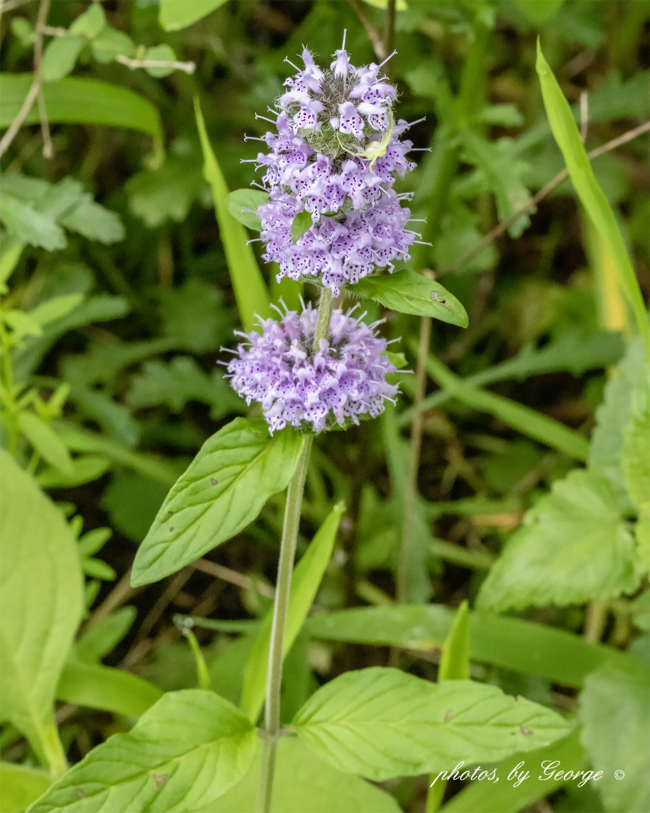 "What's Blooming Now" : Downy Wood Mint (Blephilia ciliata)
