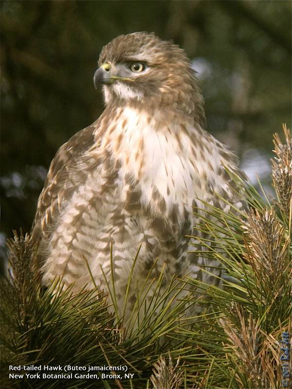 The City Birder: 2011