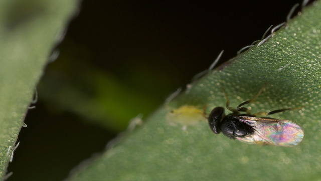 ムシをデザインしたのはダレ？: ツヤコバチ科 ( Aphelinus sp. ) 産卵