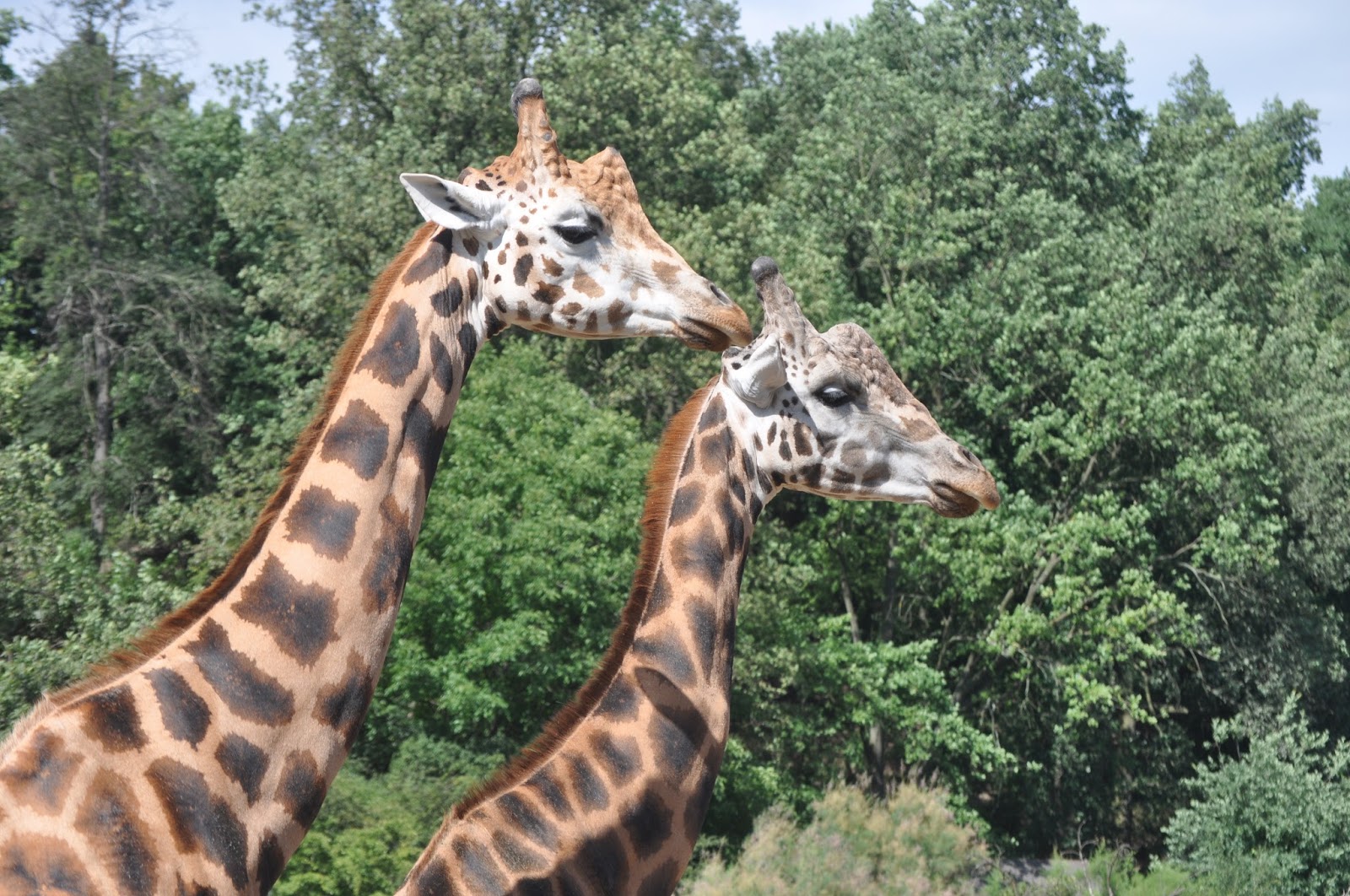 ZOOTOGRAFIANDO (6.100 ANIMALS): JIRAFA / GIRAFFE (Giraffa camelopardalis)