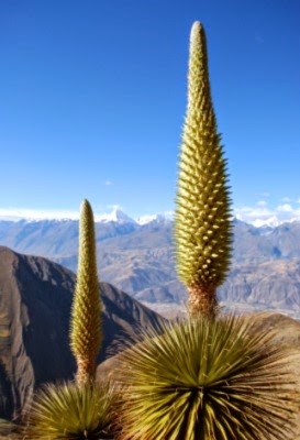 BIODIVERSIDAD NATURAL: Peru un Pais Megadiverso