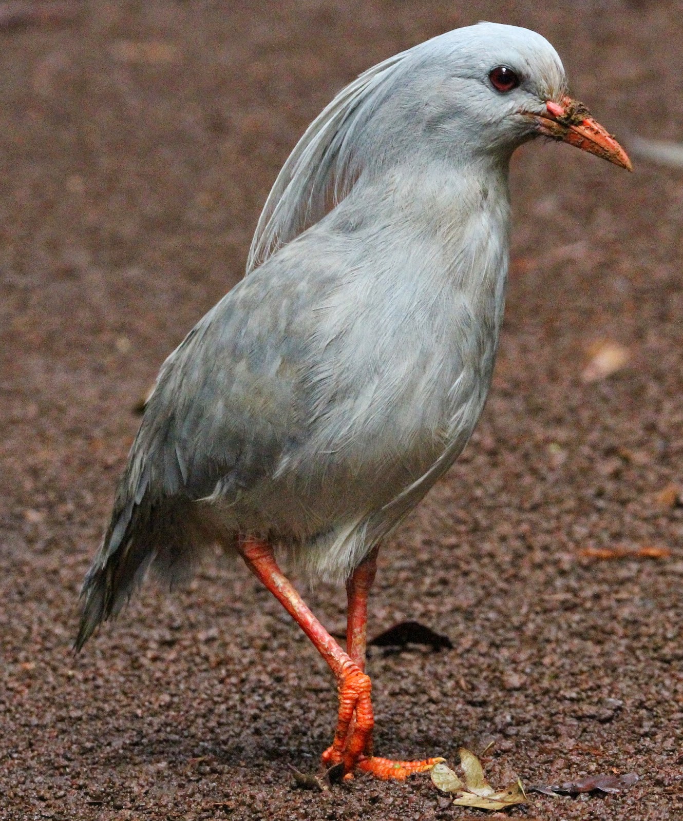 Worldbirder: Kagu: Photo Essay