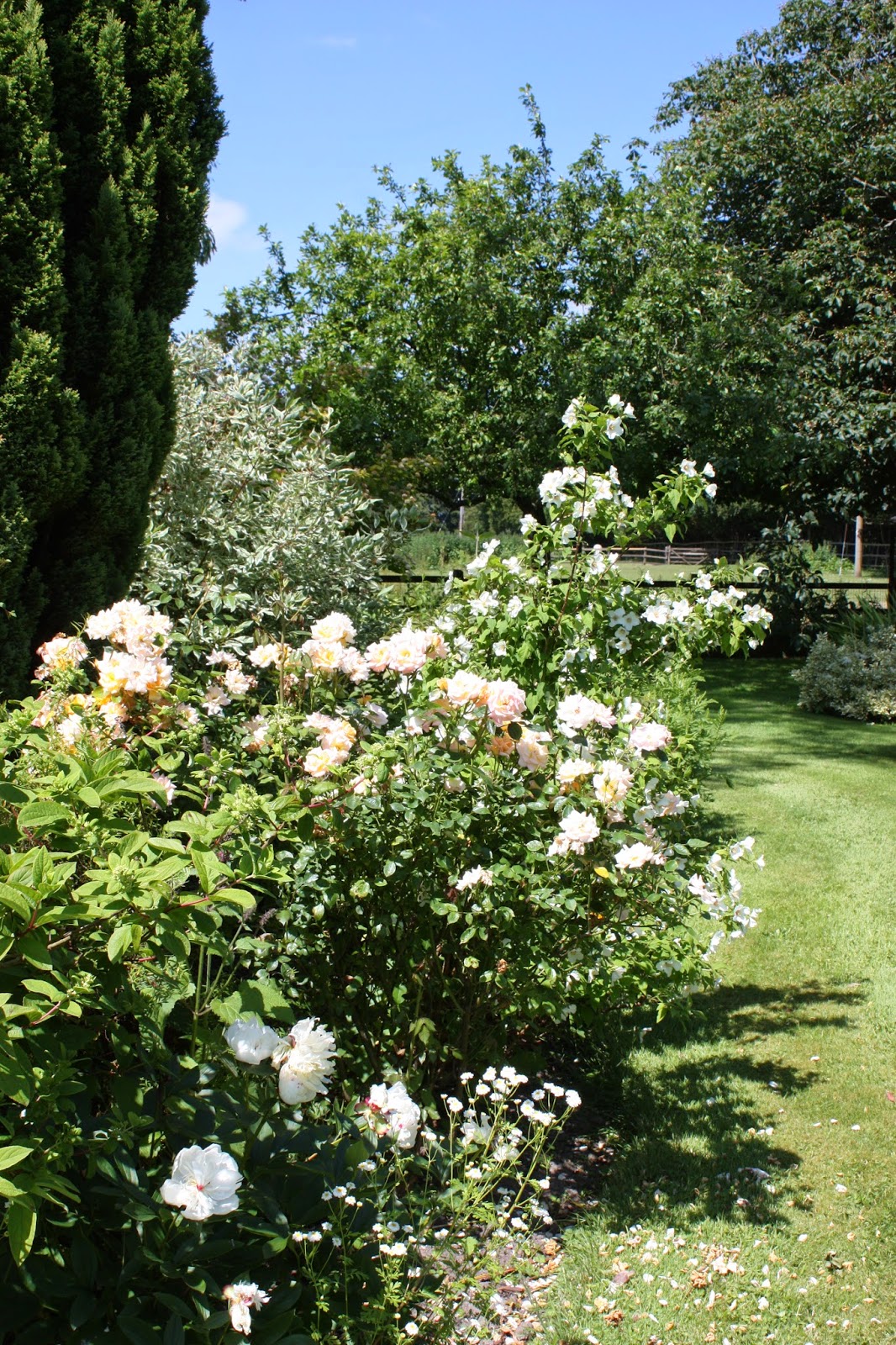 Where Beechmast Falls: June Tree Following in a Midsummer Garden