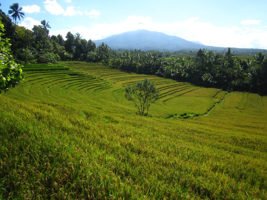 LET'S GO AROUND THE WORLD!!!: KEINDAHAN SAWAH TERASERING DI BALI