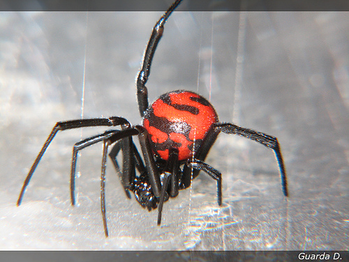Venomous spiders found in UK family's home - Natural World ...