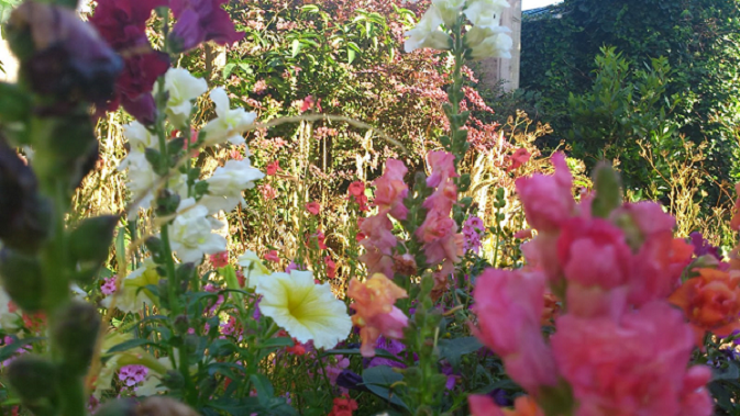 ZEPHYRINUS.: Flos Carmeli. Flower Of Carmel.