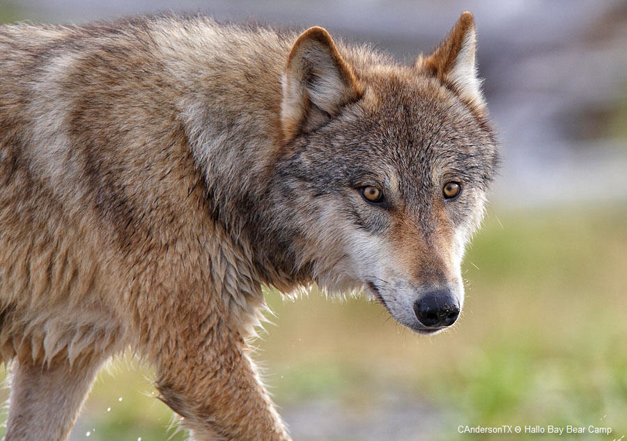 Bears at Hallo Bay: Alaskan Wolf ©CAndersonTX