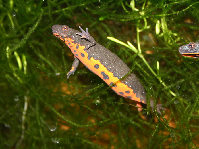 Chinese Fire Belly Newt | The Life of Animals