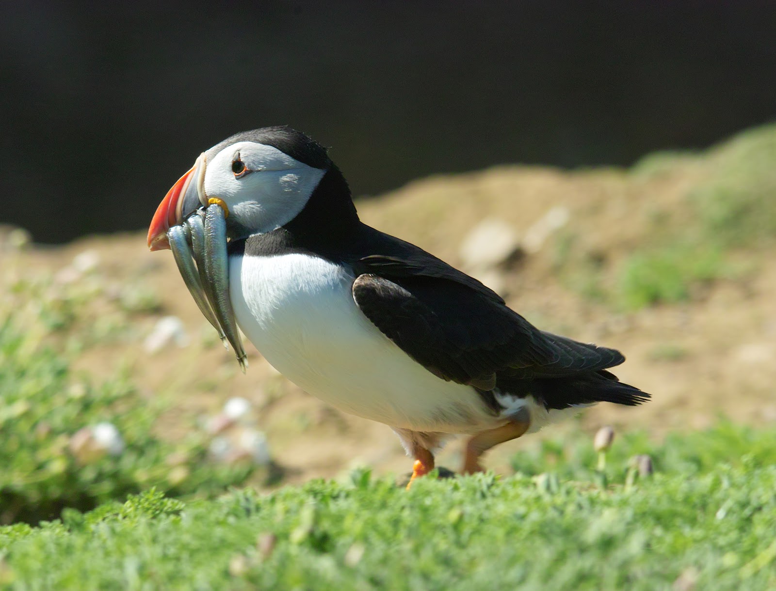 Derek Bird Brain: May 2012