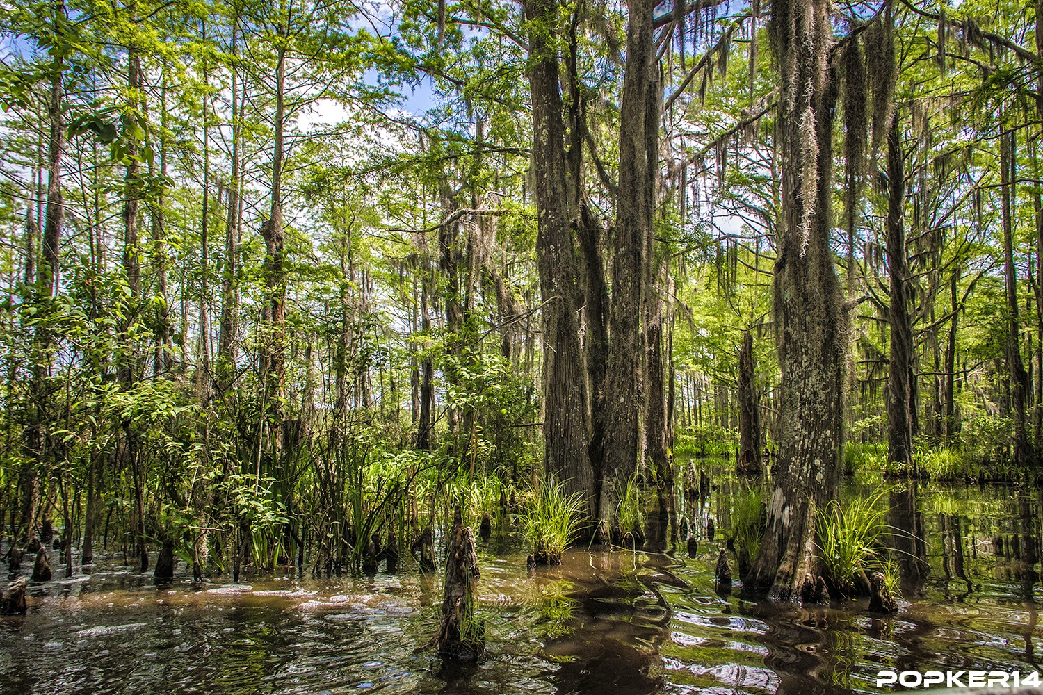 popker: Honey Island Swamp