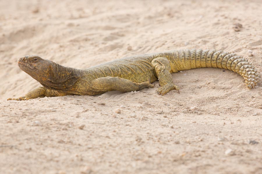 Birds of Saudi Arabia: Arabian Spiny-tailed Lizards – Dhahran Hills