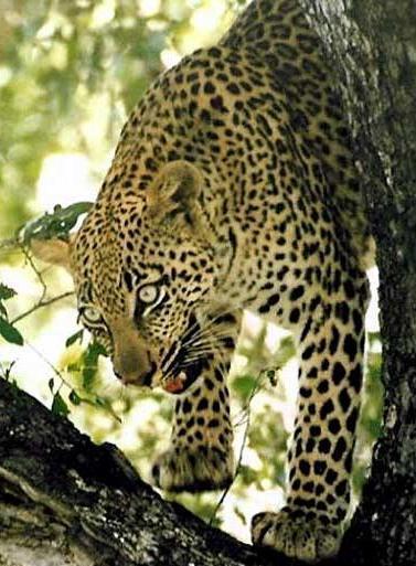 VAHŞİ HAYVAN RESİMLERİ VAHŞİ HAYVANLAR-Manzaralar