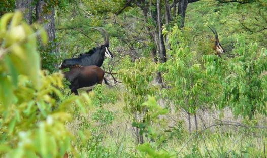 TOURIST PHOTOS FROM SAADANI NATIONAL PARK,TANZANIA ~ Ukarimu Blog - The ...
