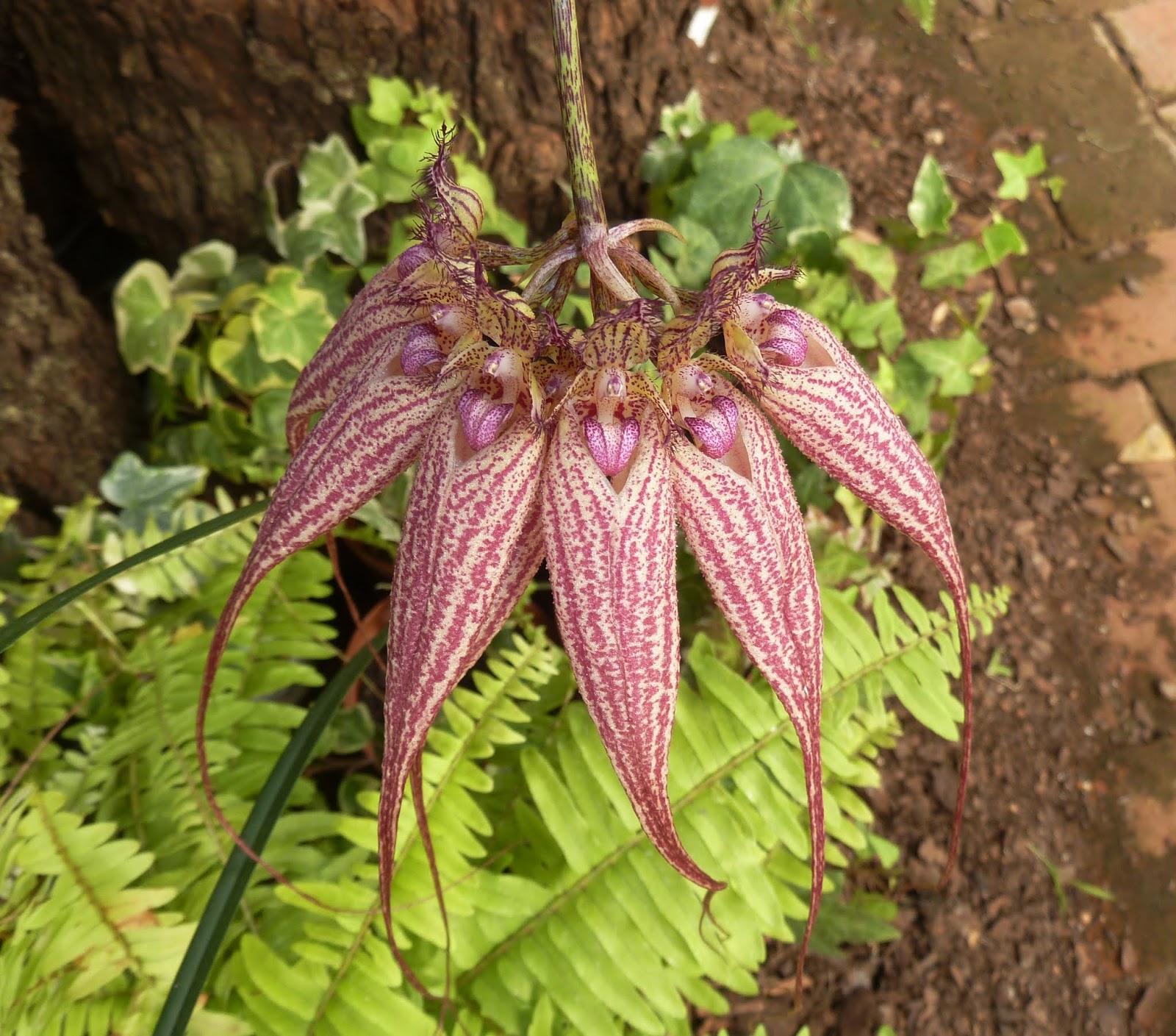 Bulbophyllum rothschildianum care and culture | Travaldo's blog