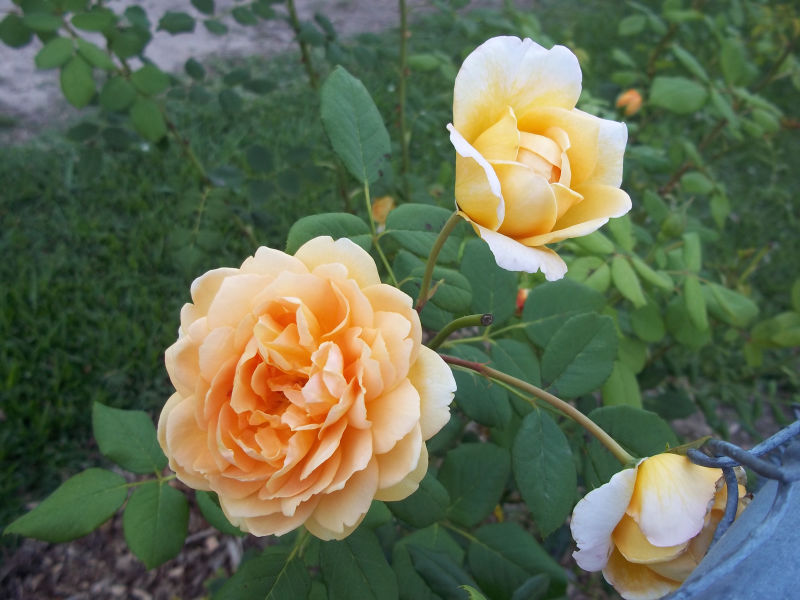 Davy's Louisiana Gardening Blog: The Pot of Gold