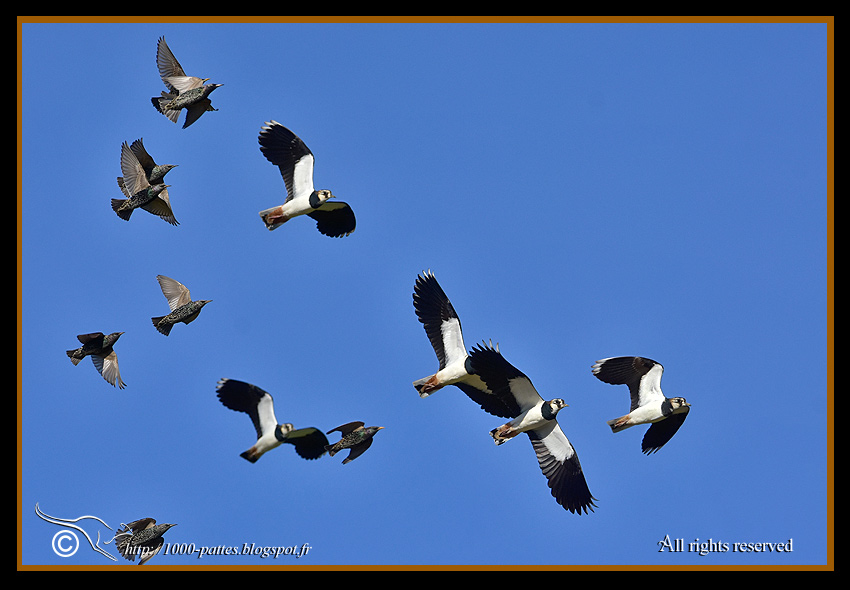 WILDLIFE GATEWAY: Perdrix rouges et Vanneaux huppés dans le Magnoac
