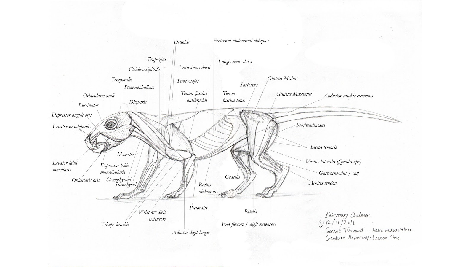 Rosemary Chalmers — concept art and illustration: Creature Anatomy with ...
