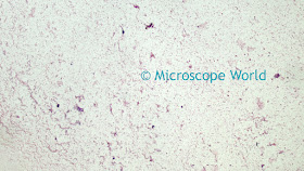 Microscope World Blog: Bacteria Under the Microscope with Different ...