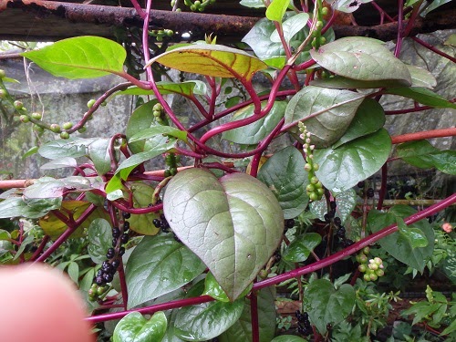 Flora de Puerto Rico Ilustrada Papo Vives: BASELLASECEAE BASELLA ALBA ...