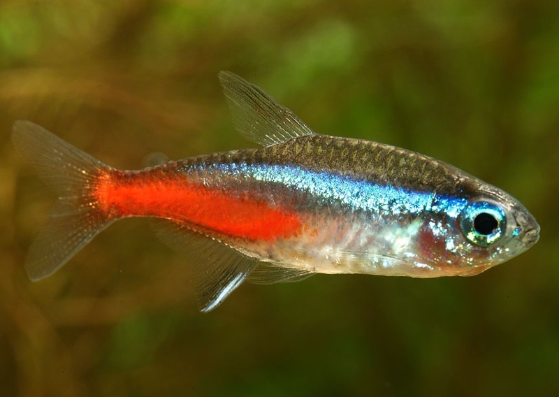 Le Néon bleu (Paracheirodon innesi)