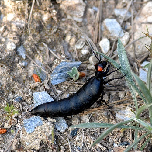 Biodiversidad Costa Granadina y ... (Fauna): Aceitera real ...