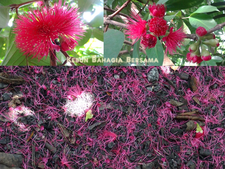 Kebun Bahagia Bersama: Bunga Jambu Bol