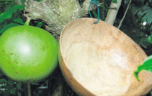 CENTRO ARTESANAL: Proceso del Totumo