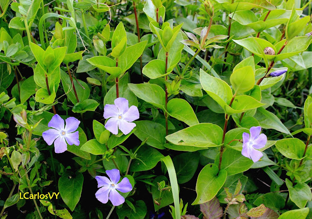 Plantas silvestres de Asturias: Vincapervinca, hierba doncella - Vinca ...