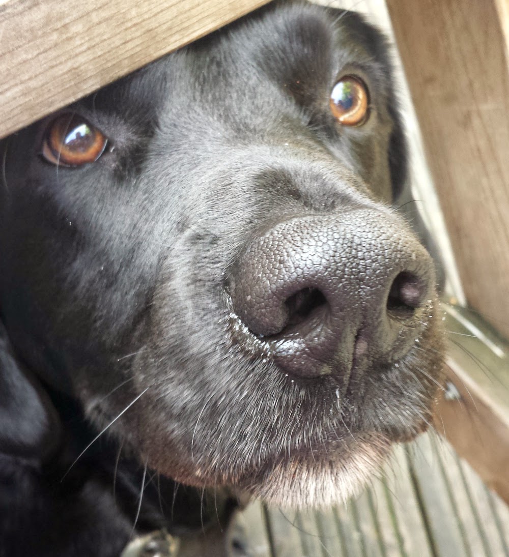 PETS: Robbie the black lab's 'Doggy Day Out' - Fizzy Peaches Blog